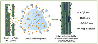 Intrafibrillar mineralization of type I collagen with calcium carbonate ...