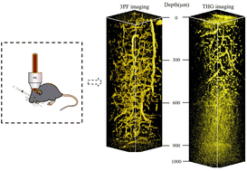 Comparison of the penetration depth in mouse brain in vivo through 3PF ...