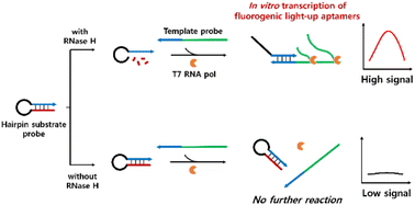 An ultrasensitive label-free RNase H assay based on in vitro ...
