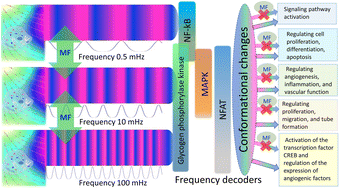 Modulation of calcium signaling and metabolic pathways in endothelial ...