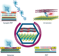 van der Waals 2D transition metal dichalcogenide/organic hybridized heterostructures: recent ...