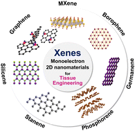 MXene and Xene: promising frontier beyond graphene in tissue ...