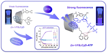 Selective ATP recognition by boronic acid-appended cyclodextrin and a ...
