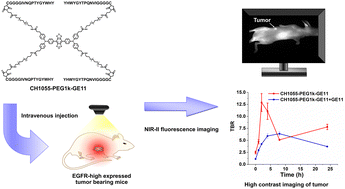 A NIR-II fluorescent probe for high contrast non-invasive imaging of tumors with a high EGFR ...