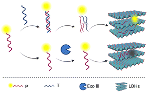 A versatile fluorescence sensor for DNA detection based on layered ...
