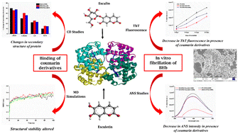 In vitro interactions of esculin and esculetin with bovine hemoglobin ...