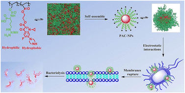 Ciprofloxacin peptide-based nanoparticles confer antimicrobial efficacy against multidrug ...