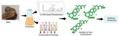 Isolation of cytotoxic cycloartane triterpenoids from Dysoxylum ...