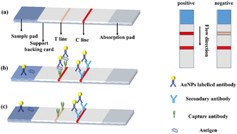 Preparation of monoclonal antibodies against norovirus and ...