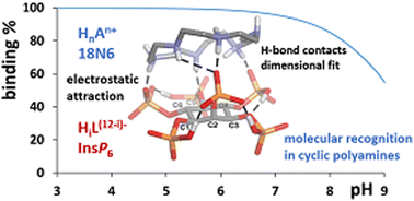 Interaction of phytate with cyclic polyamines - New Journal of ...