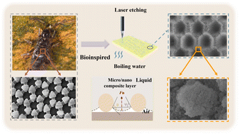 A superamphiphobic surface with ordered hexagonal microstructures ...
