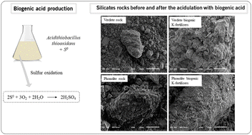 Dissolution of K-silicate rocks with Acidithiobacillus thiooxidans ...