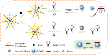 A fluorescent DNAzyme-based biosensor for the detection of lead ions ...