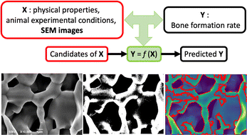 Prediction of bone formation rate of bioceramics using machine learning ...