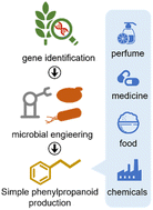 Simple phenylpropanoids: recent advances in biological activities ...