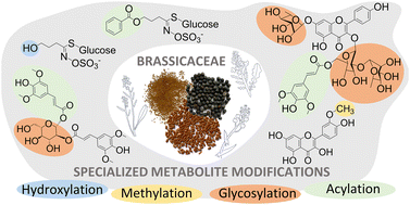Specialized metabolite modifications in Brassicaceae seeds and plants ...