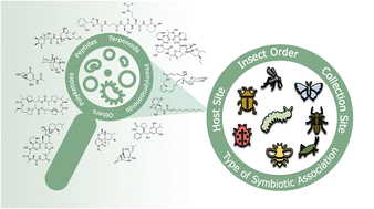 The insect microbiome is a vast source of bioactive small molecules ...