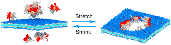Janus polymer-grafted nanoparticles mimicking membrane repair proteins ...