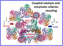Enzyme assembly on nanoparticle scaffolds enhances cofactor recycling ...