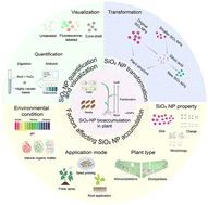 Silica nanoparticle accumulation in plants: current state and future ...