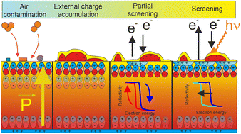 Surface charge dynamics on air-exposed ferroelectric Pb(Zr,Ti)O3(001 ...