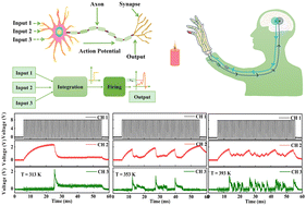 A bidirectional thermal sensory leaky integrate-and-fire (LIF) neuron ...