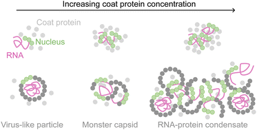 Effect of coat-protein concentration on the self-assembly of ...