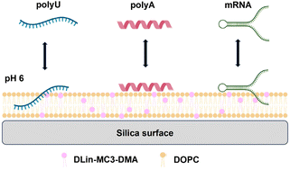 On the interactions between RNA and titrateable lipid layers ...
