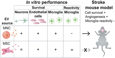 Small extracellular vesicles administered directly in the brain promote ...