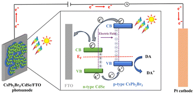 Water-stable perovskite CsPb2Br5/CdSe quantum dot-based ...