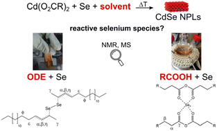Selenium reduction pathways in the colloidal synthesis of CdSe ...