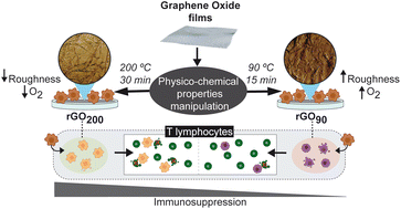 Graphene oxide films as a novel tool for the modulation of myeloid ...