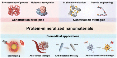 Protein-guided biomimetic nanomaterials: a versatile theranostic ...