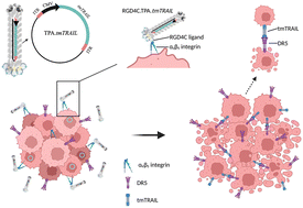 Bacteriophage-based particles carrying the TNF-related apoptosis ...