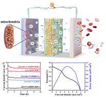 Biological electricity generation system based on mitochondria ...