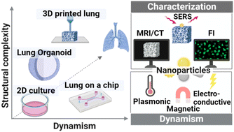 Dynamic 3D in vitro lung models: applications of inorganic ...