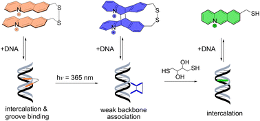 Switching between DNA binding modes with a photo- and redox-active DNA ...