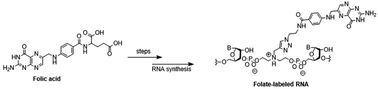 Synthesis of folate-labeled siRNAs from a folate derivative ...