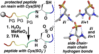 Synthesis and conformational preferences of peptides and proteins with ...