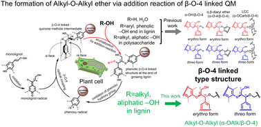 Formation of lignin alkyl-O-alkyl ether structures via 1,6-addition of ...
