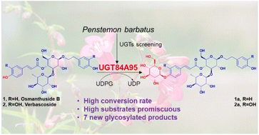 Identification of a highly promiscuous glucosyltransferase from ...