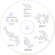 Biosyntheses of azetidine-containing natural products - Organic ...