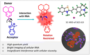 Julolidine-based small molecular probes for fluorescence imaging of RNA in live cells - Organic ...