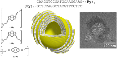 Supramolecular assembly of pyrene–DNA conjugates: influence of pyrene ...