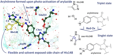 Histidine-assisted reduction of arylnitrenes upon photo-activation of ...