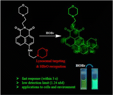 Fast detection of hypobromous acid in cells and the water environment ...
