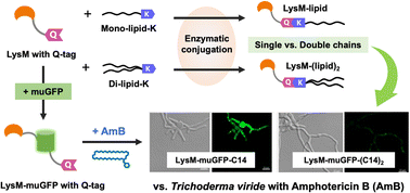Exploring the molecular structure of lipids in the design of artificial ...