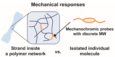 Effect of strand molecular length on mechanochemical transduction in elastomers probed with ...