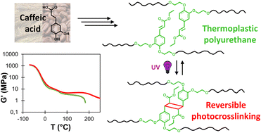 From thermoplastic polyurethane to covalent adaptable network via ...