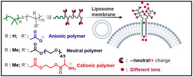 Charge variable PIB-based block copolymers as selective transmembrane ...